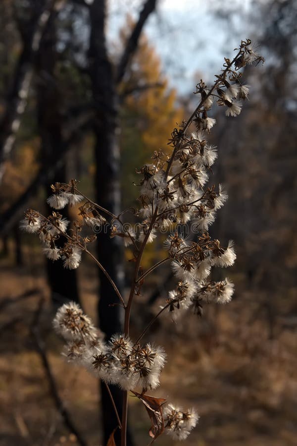 Fluff on a Branch in Autumn Stock Photo - Image of garden, landscape ...
