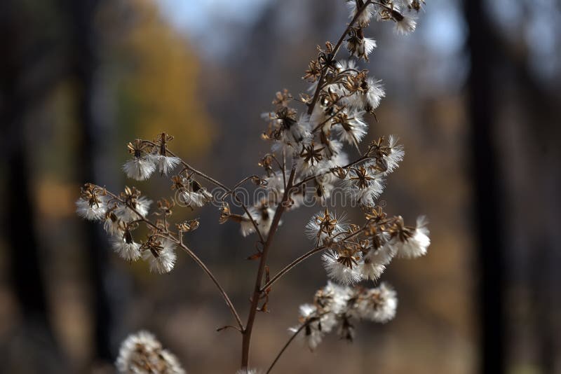 Fluff on a Branch in Autumn Stock Image - Image of background, beauty ...
