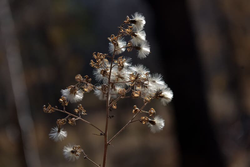 Fluff on a Branch in Autumn Stock Photo - Image of flora, bright: 173315404