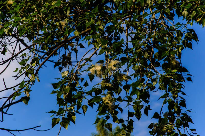 Fluff on a Branches of Poplar Tree Stock Photo - Image of cottonwood ...