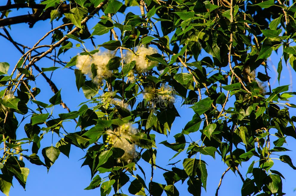 Fluff on a Branches of Poplar Tree Stock Image - Image of backdrop ...