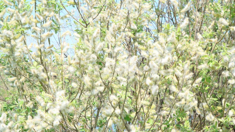 Fluff from the Buds of the Willow in the Wind Stock Video - Video of ...