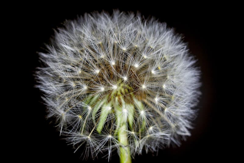 Fluff of a Dandelion in Close Up. Stock Photo - Image of blowing, life ...