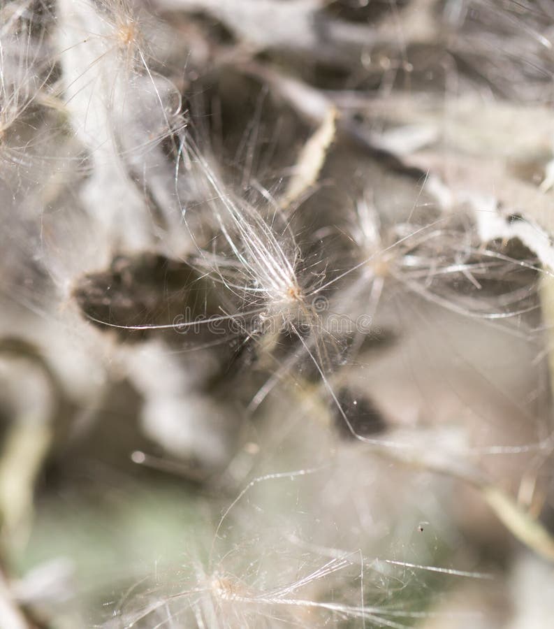 Fluff from a Dandelion on a Plant Stock Image - Image of fragile, flora ...