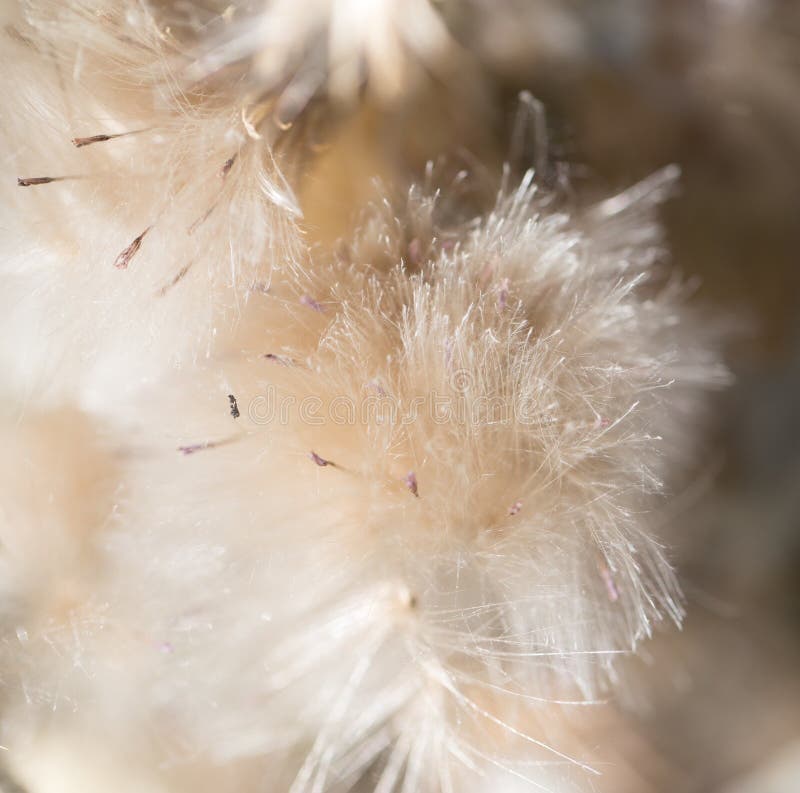 Fluff on a plant in nature stock photo. Image of flora - 172903658