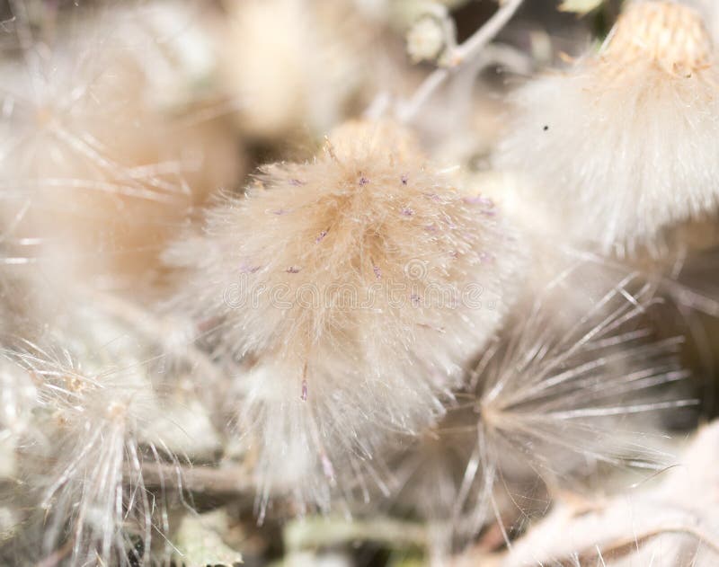 Fluff from a Dandelion on a Plant Stock Photo - Image of loss, life ...