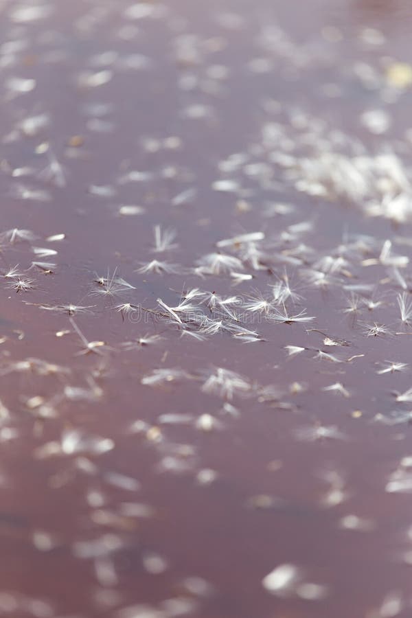 Fluff from a Dandelion on the Surface of the Water in Nature Stock ...