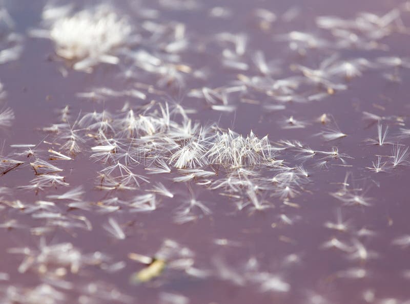 Fluff from a Dandelion on the Surface of the Water in Nature Stock ...