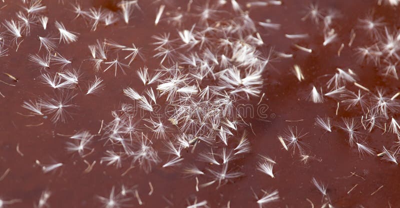 Fluff from a Dandelion on the Surface of the Water in Nature Stock ...