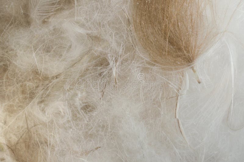 Fluff and Feather Filling for Down Jacket. Stock Photo - Image of ...