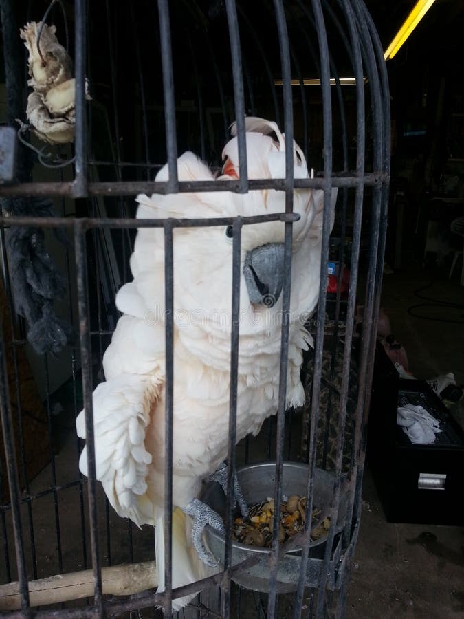 Fluff stock photo. Image of bird, outside, white, cage - 125197366