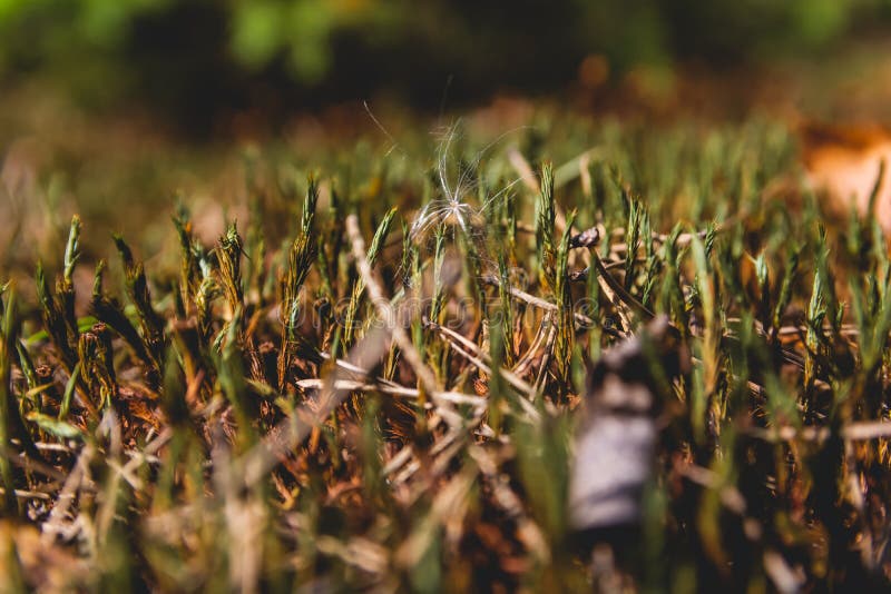Fluff on forest moss stock image. Image of forest, layer - 254404393