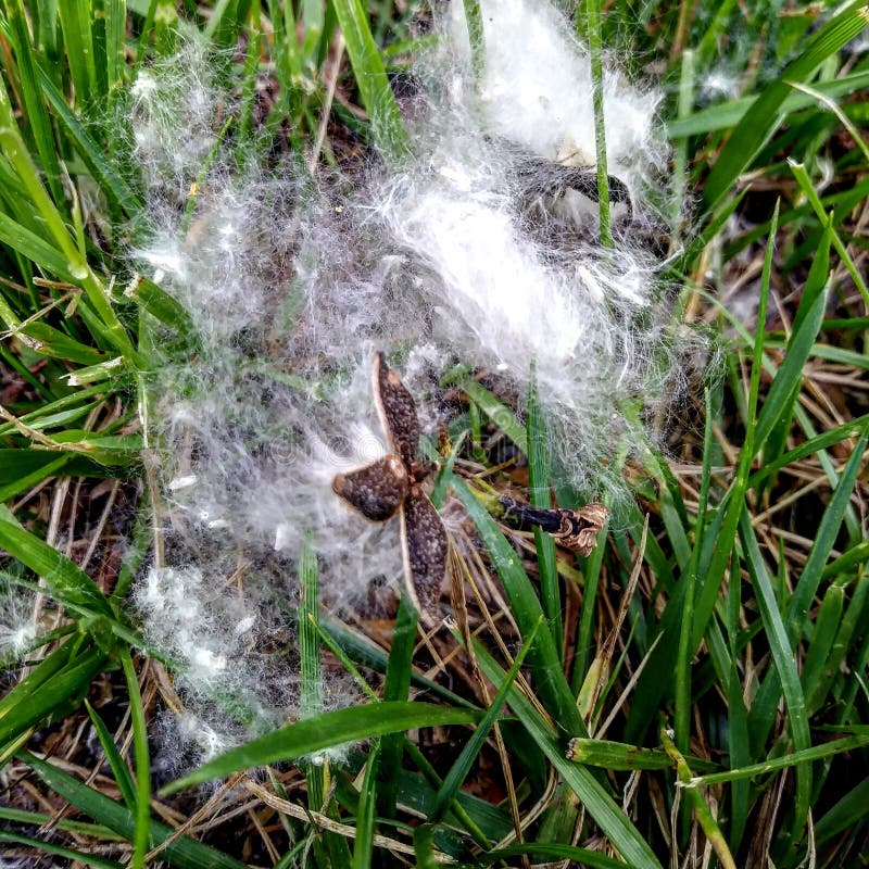 White Fluff Grass Closeup Seeds Nature Stock Image - Image of white ...