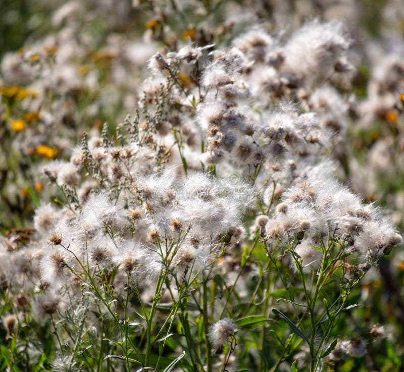 Fluff on a Herbaceous Plant in the Park. Stock Image - Image of green ...