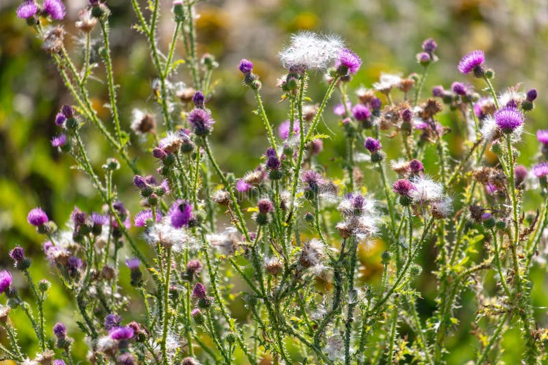 Fluff on a Herbaceous Plant in the Park. Stock Photo - Image of explore ...