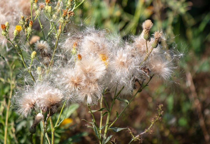 Fluff on a Herbaceous Plant in the Park. Stock Image - Image of ...