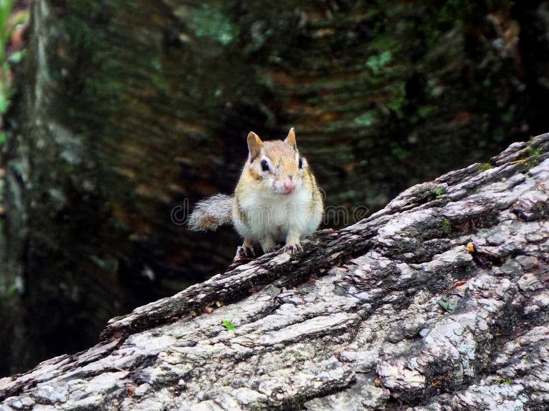 Fluff on a Log stock image. Image of shot, fluff, wilderness - 109311011