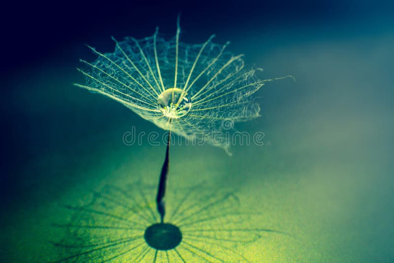 Fluff macro stock photo. Image of dewdrops, fluff, botany - 95152824
