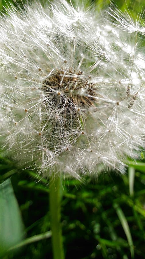 Fluff stock image. Image of milk, soft, green, grass - 117560055