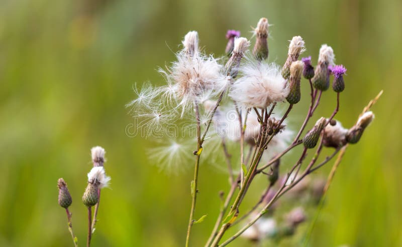 Fluff on a plant in nature stock photo. Image of flora - 172903658