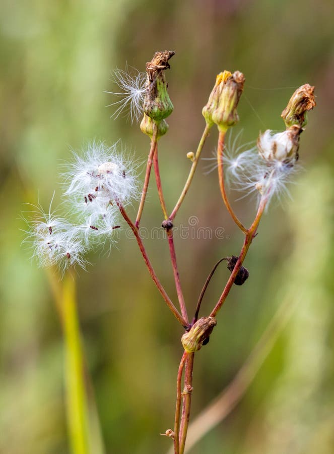 Fluff on a plant in nature stock photo. Image of blowing - 179837780