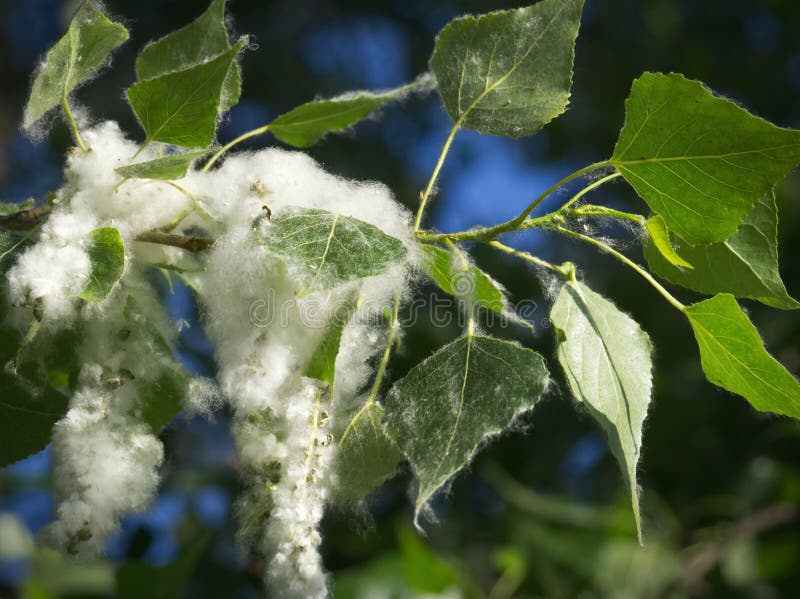 Fluff of poplar tree stock image. Image of close, tree - 93417949