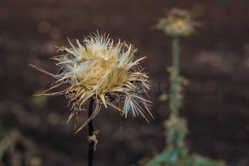 Downy thistle stock image. Image of field, weed, ripe - 107868189