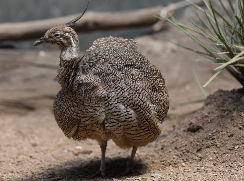 Fluffed Feathers on a Martineta Tinamou Bird Stock Photo - Image of ...