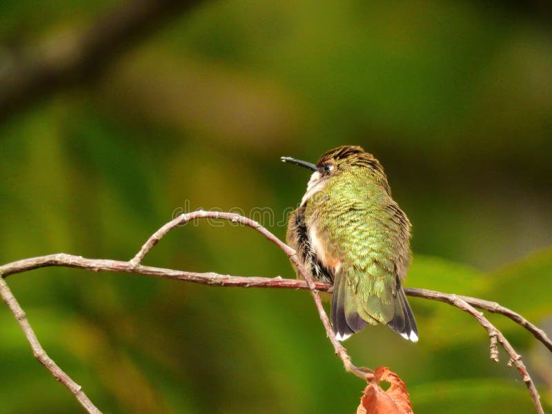 Fluffed Out Ruby Throated Hummingbird Sitting on Tree Branch Stock ...