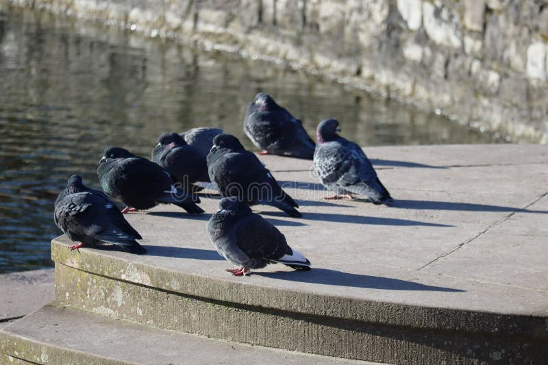 Fluffed up stock photo. Image of relaxation, closed - 304703672