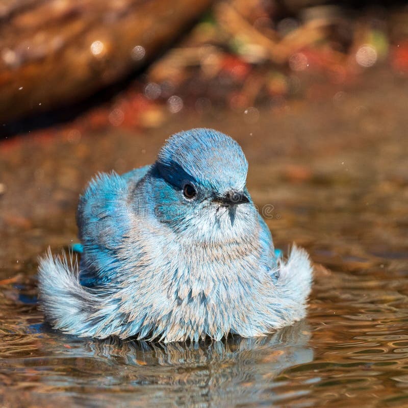 Fluffed Up stock image. Image of pacific, cabin, fluffed - 297081077