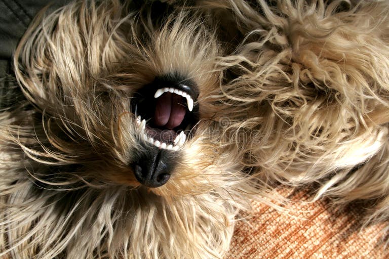 Luddig hund arkivfoto. Bild av hund, fluffigt, näsa, vitt - 2076602