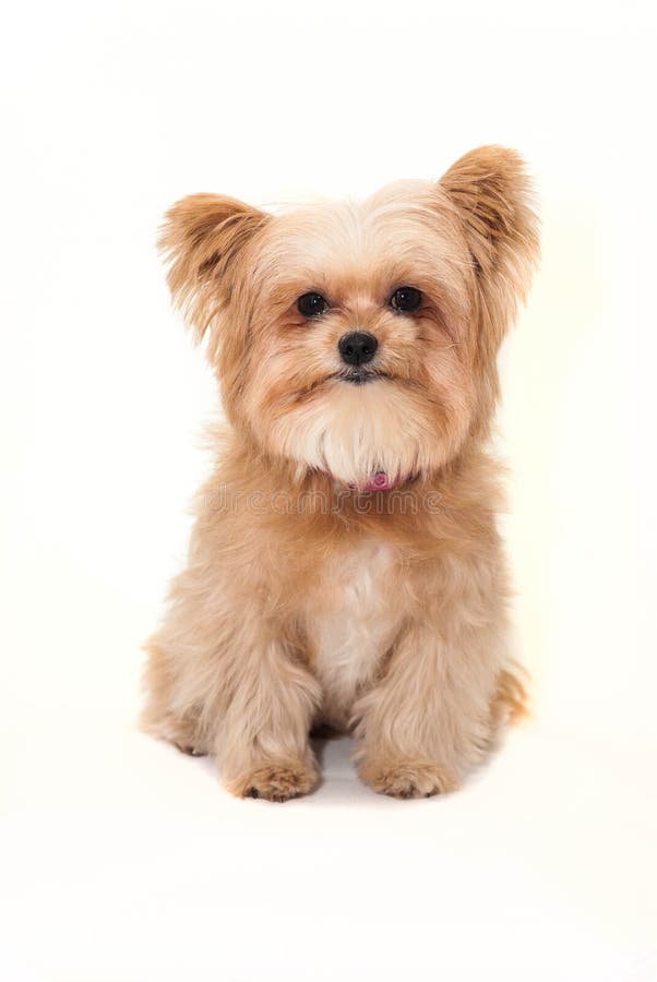 Fluffig hund arkivfoto. Bild av gulligt, angus, full - 37526750