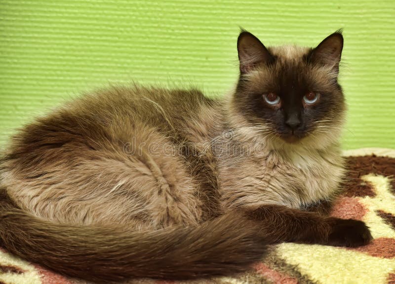 Fluffig Siamese katt arkivfoto. Bild av gulligt, siamesisk - 72951394