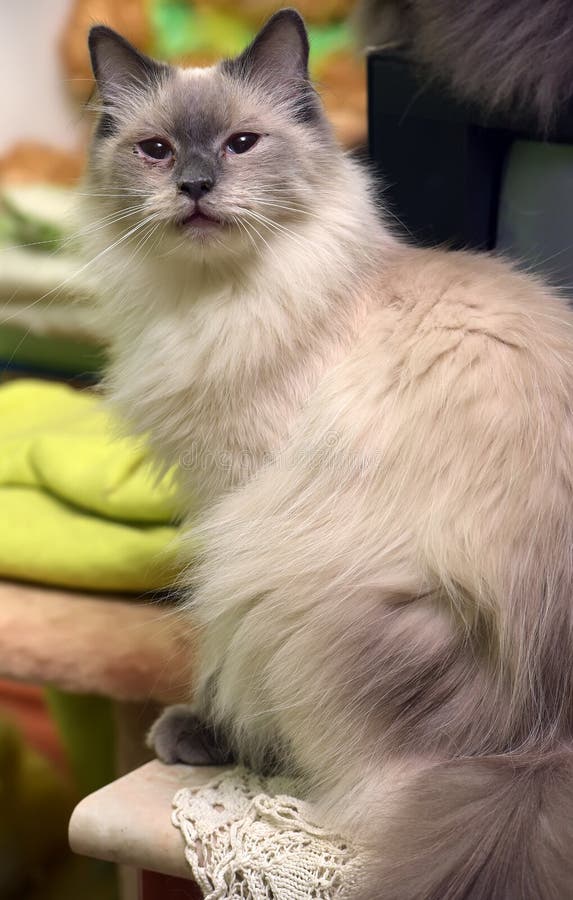 Fluffig Siamese katt arkivfoto. Bild av gulligt, siamesisk - 72951394