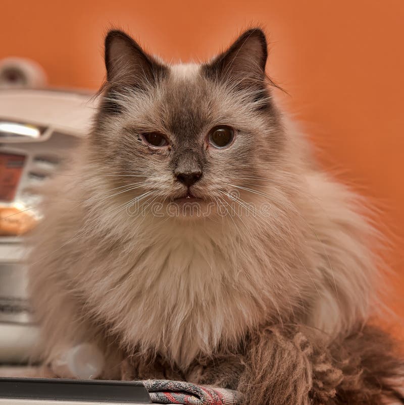 Fluffig Siamese katt arkivfoto. Bild av gulligt, siamesisk - 72951394