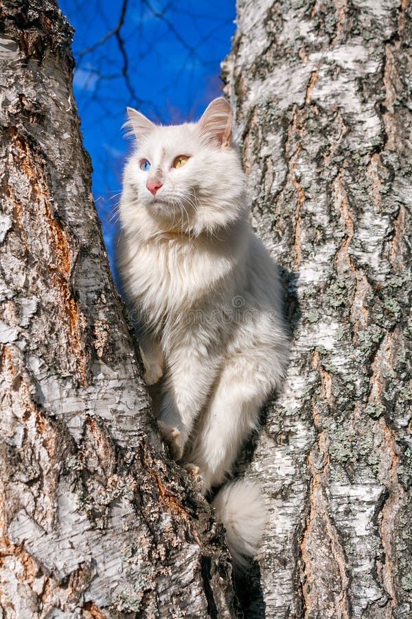 Fluffig Vit Katt Med Olika ögon Arkivfoto - Bild av barkeeperen ...