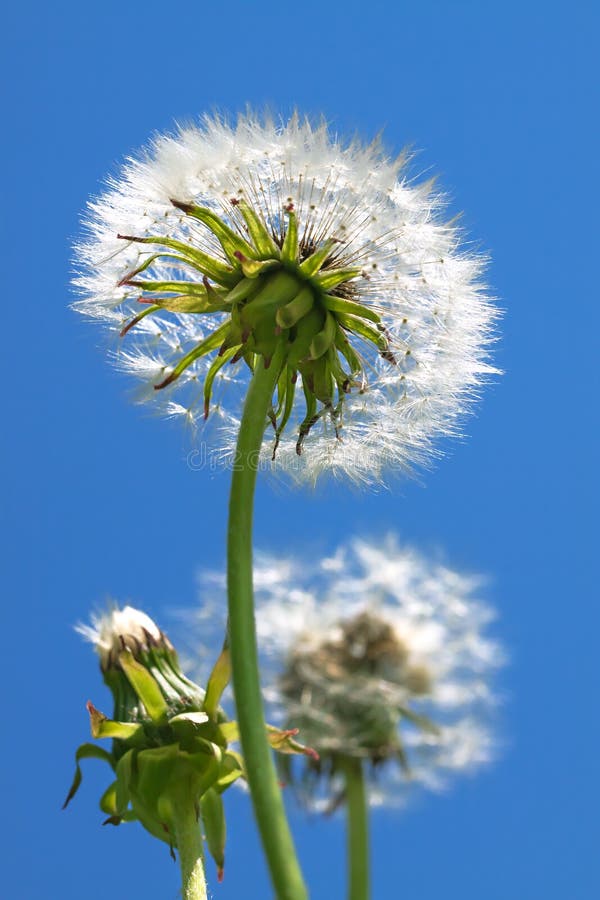 Fluffig vit maskros fotografering för bildbyråer. Bild av skönhet ...