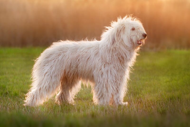 En fluffy hund arkivfoto. Bild av valp, hund, fluffigt - 159268674