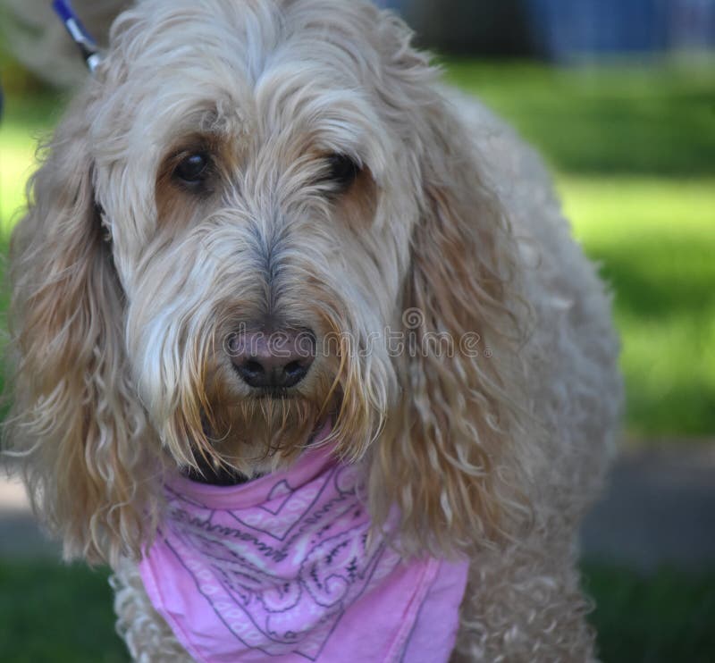 Fluffiga Shaggy Goldendoodle Enavel Hund Fotografering för Bildbyråer ...