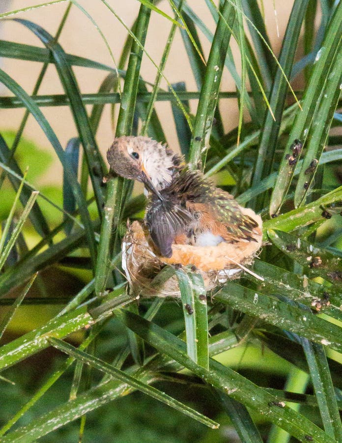 Fluffing Feathers in a Nest Stock Image - Image of looking, inside ...