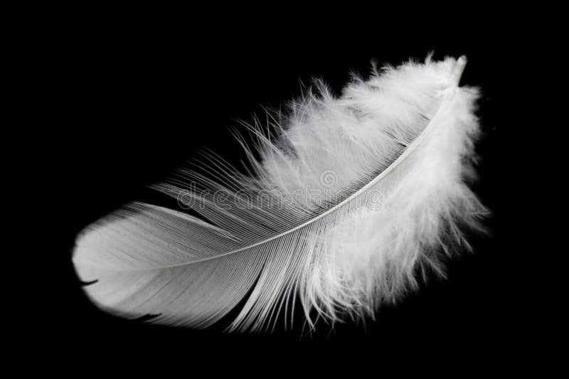 Fluffly White Feather Isolated on Black Background. Stock Image - Image ...
