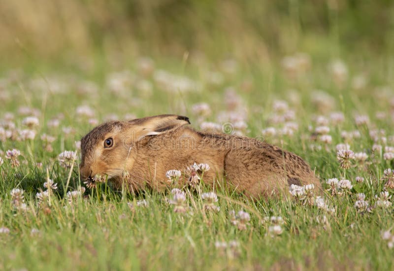 Fluffy Adorable Brown Rabbit on the Grassy Field in the Wild Stock ...