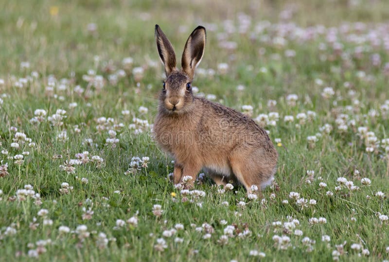 Fluffy Adorable Brown Rabbit on the Grassy Field in the Wild Stock ...