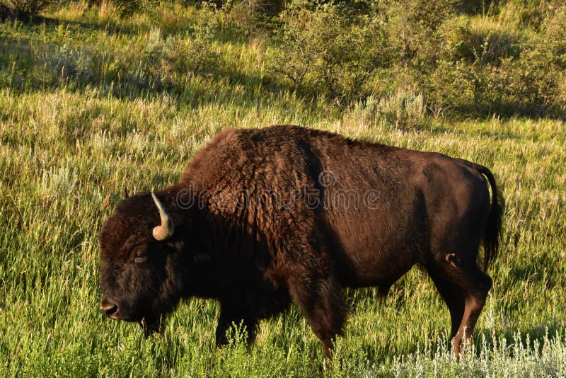 Fluffy American Buffalo Walking through a Grass Meadow Stock Photo ...