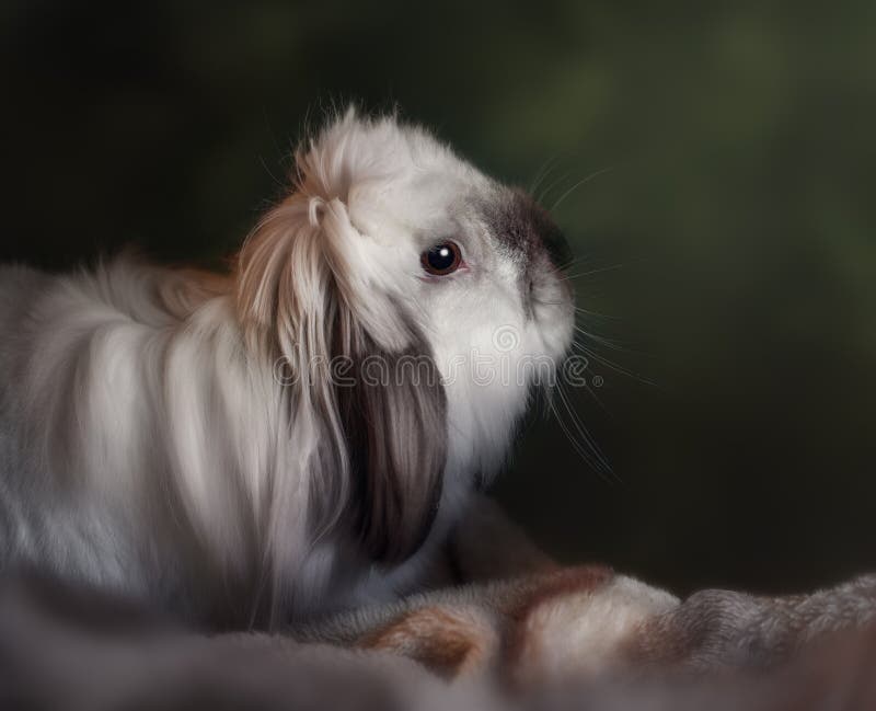 American Fuzzy Lop Rabbit stock image. Image of mini - 297998637