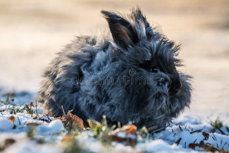 Fluffy Angora Bunny stock image. Image of winter, angora - 107074329