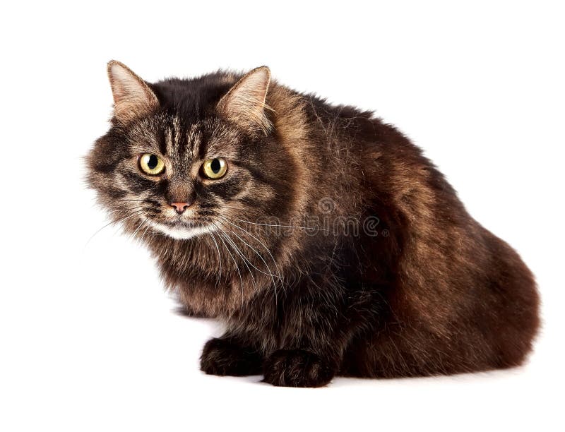 Fluffy angry cat stock photo. Image of hair, animal, striped - 28906852