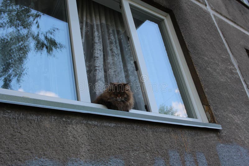 Fluffy Angry Cat Sitting in the Window Looking at the Street Stock ...