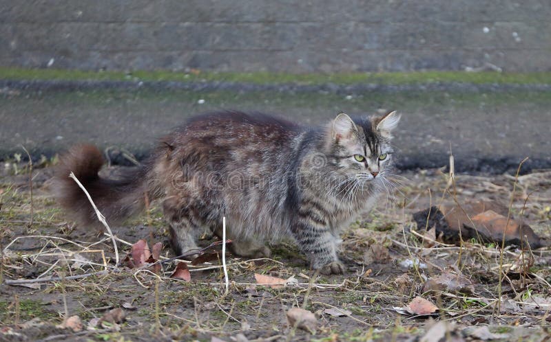 Fluffy Angry Cat on Spring Ground Stock Photo - Image of mammal, cute ...